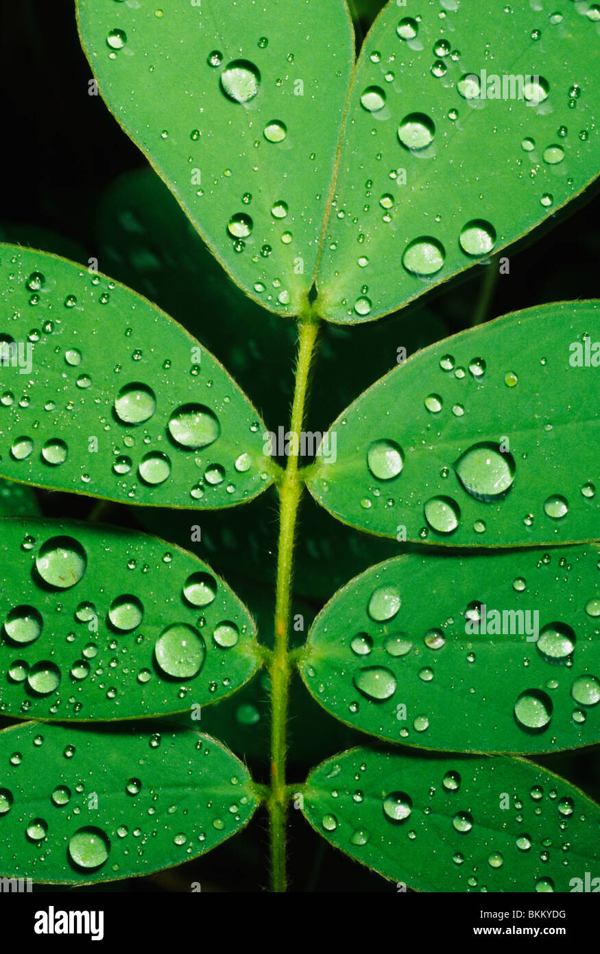 Costa Rica, Monteverde Cloud Forest, raindrops on rainforest leaves ...
