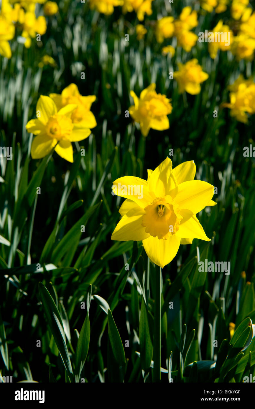 Daffodils full bloom hi-res stock photography and images - Alamy