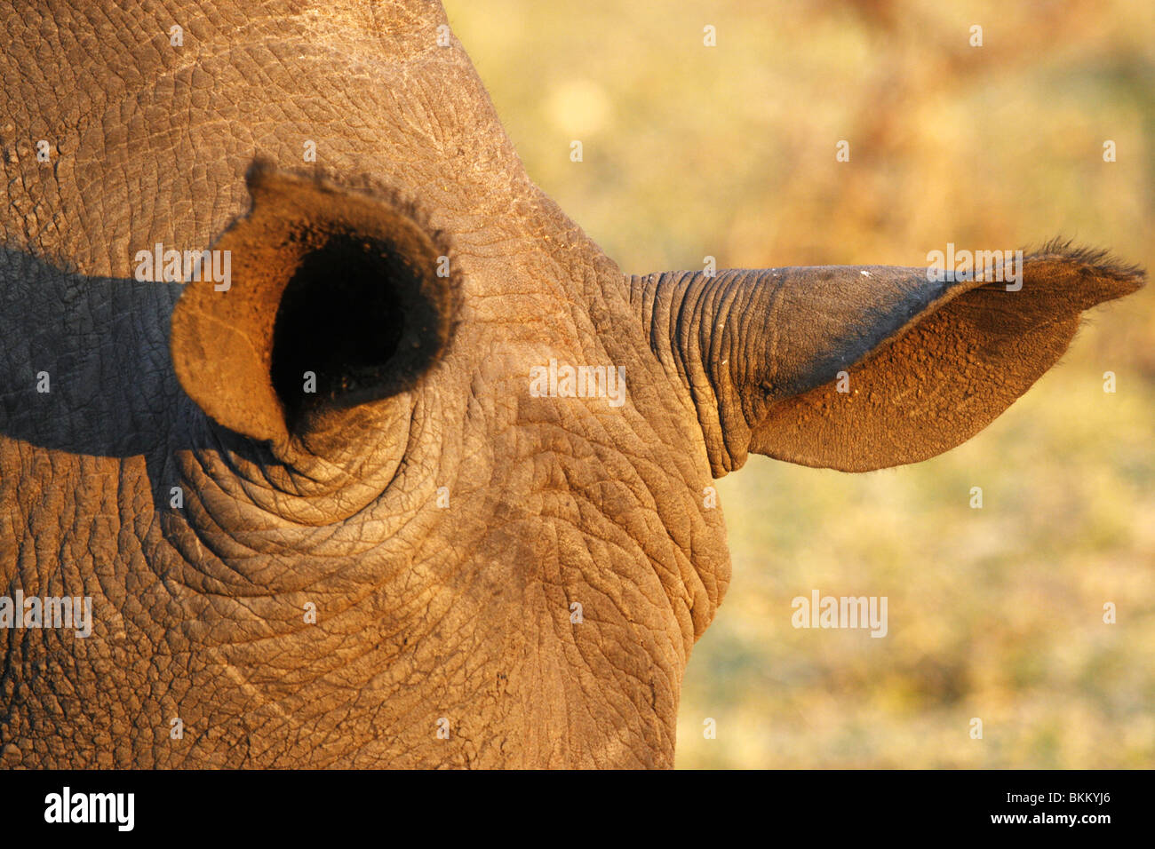 white, rhino ear, South Africa Stock Photo - Alamy