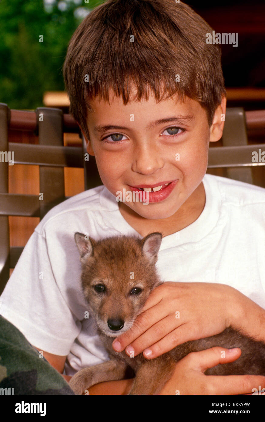 Young boy holds cute orphaned coyote cub, Canis latrans, brought to ...