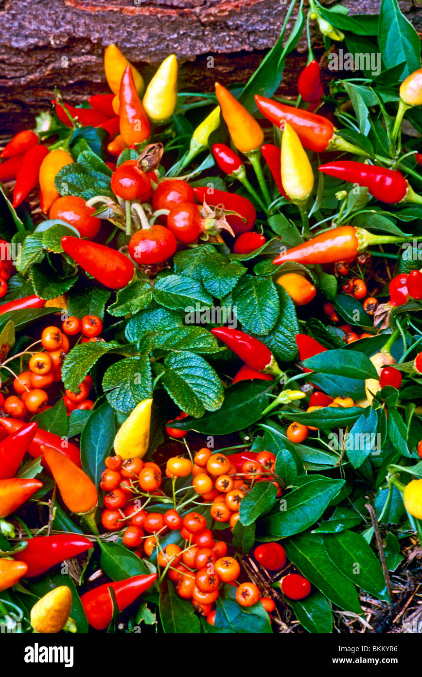 Rose haw chile hi-res stock photography and images - Alamy