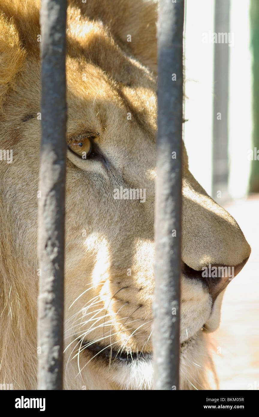 Human cage zoo hi-res stock photography and images - Alamy