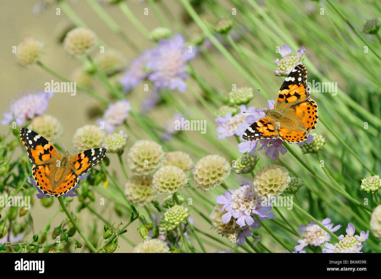 Painted Lady Butterflies Stock Photo - Alamy