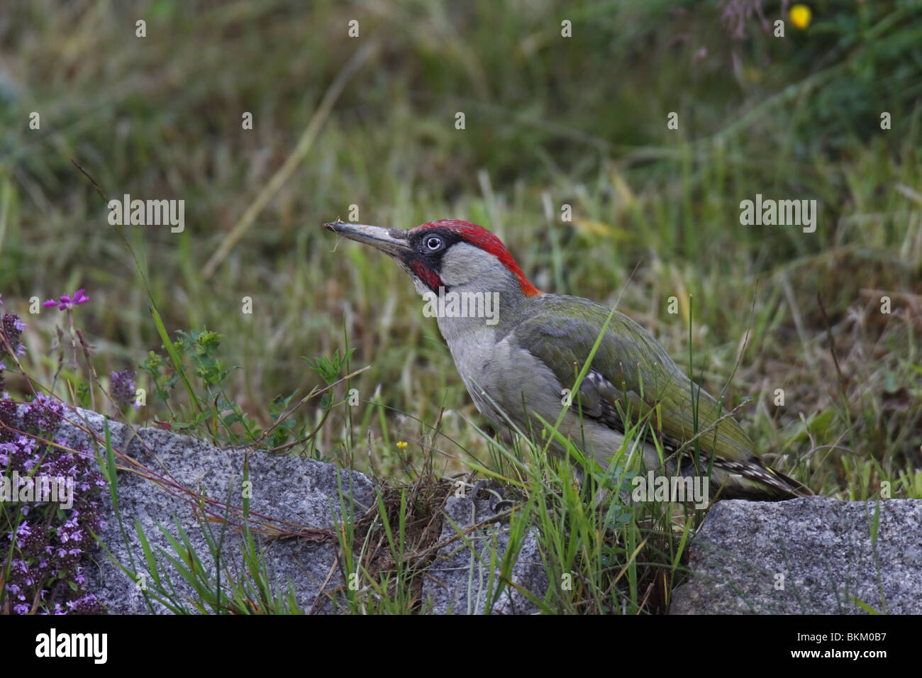 Grünspecht Green Woodpecker, Picus, viridis Stock Photo - Alamy