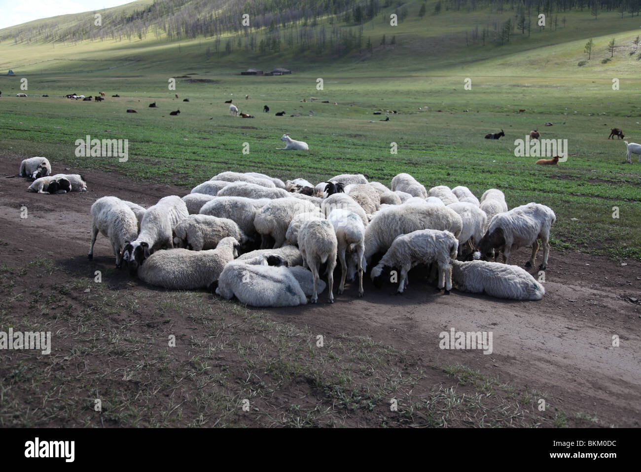 Count sheep sleep hi-res stock photography and images - Alamy
