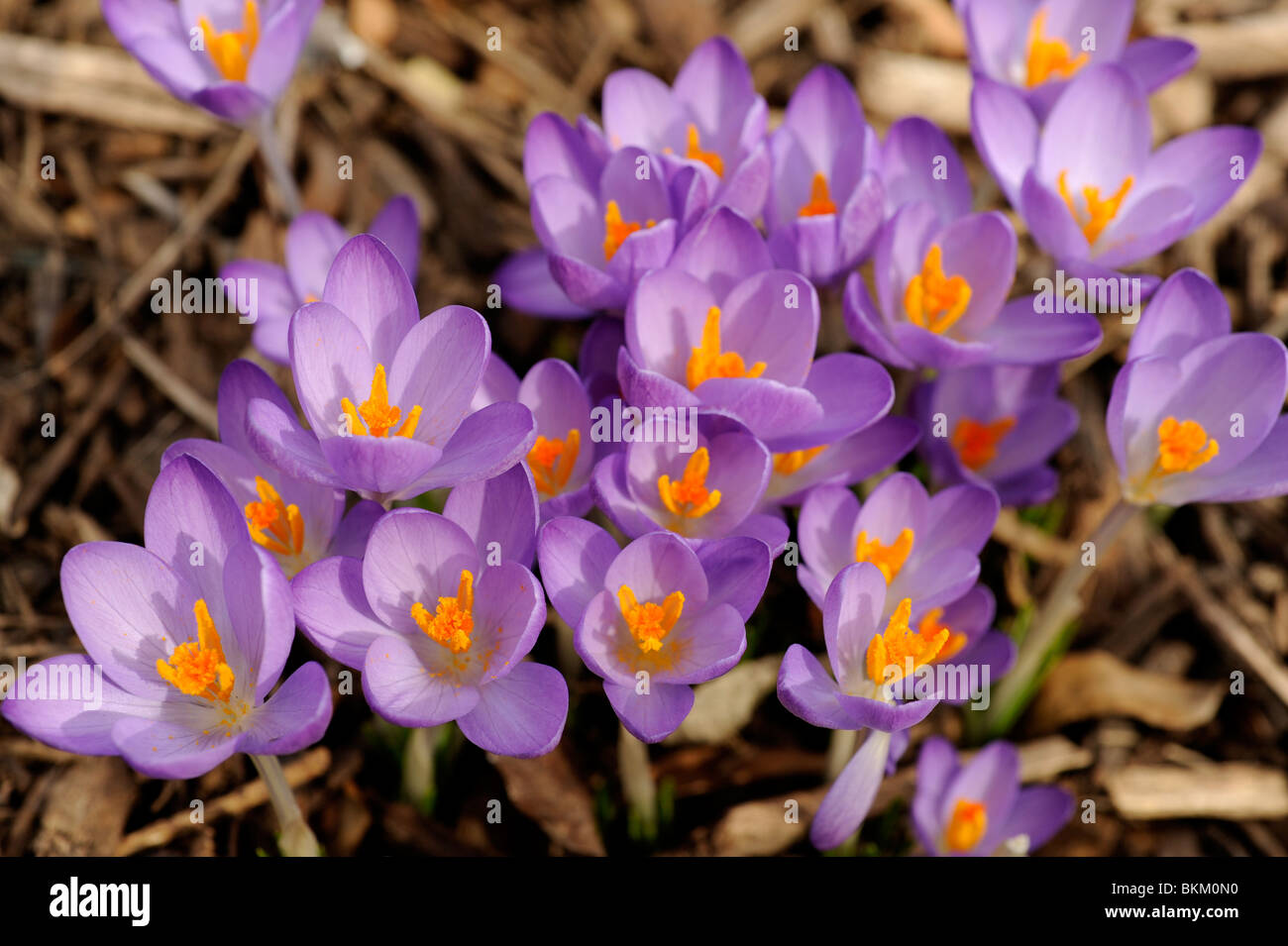 Snow crocus hi-res stock photography and images - Alamy