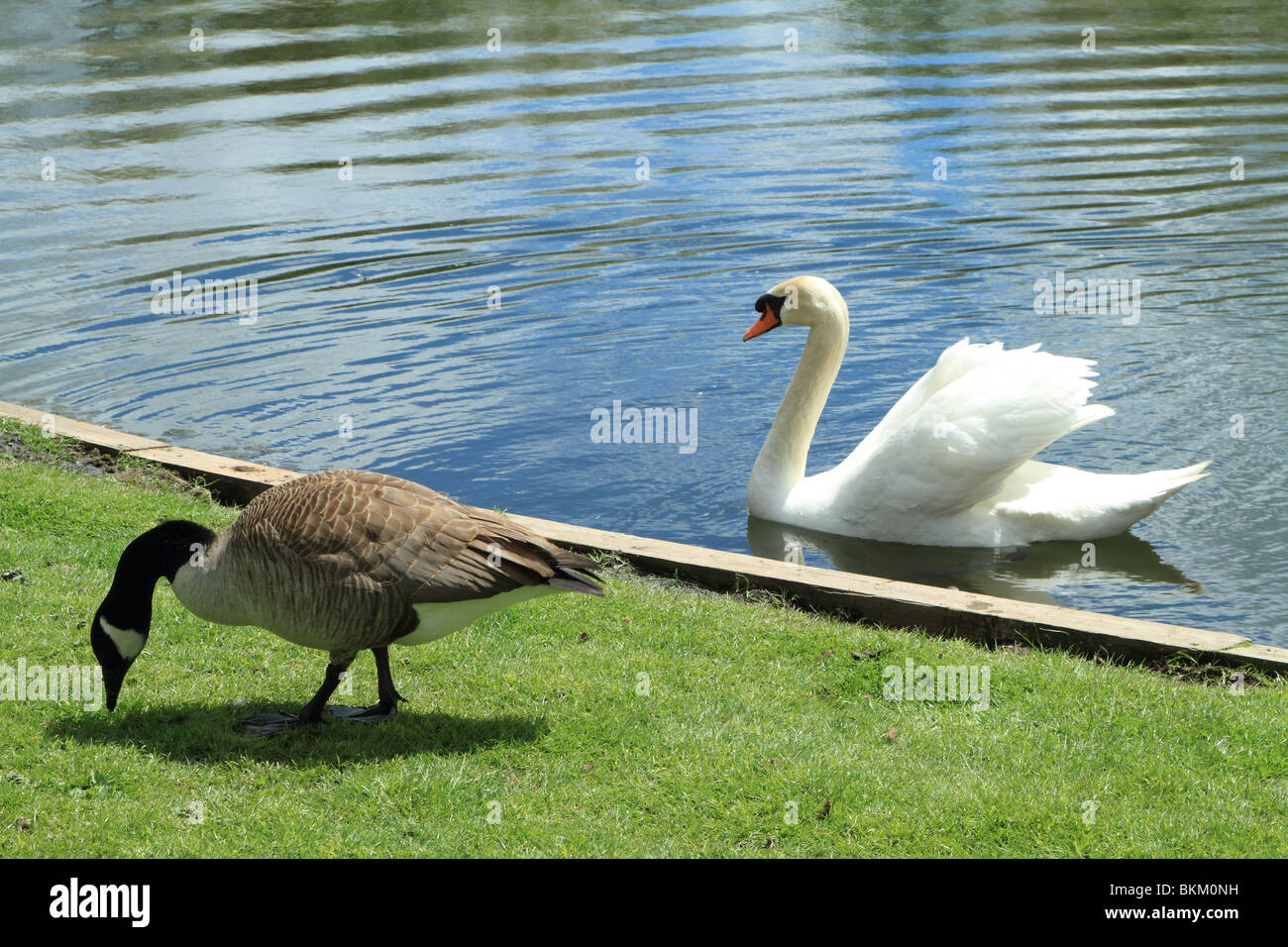 Duck and swan Stock Photo - Alamy