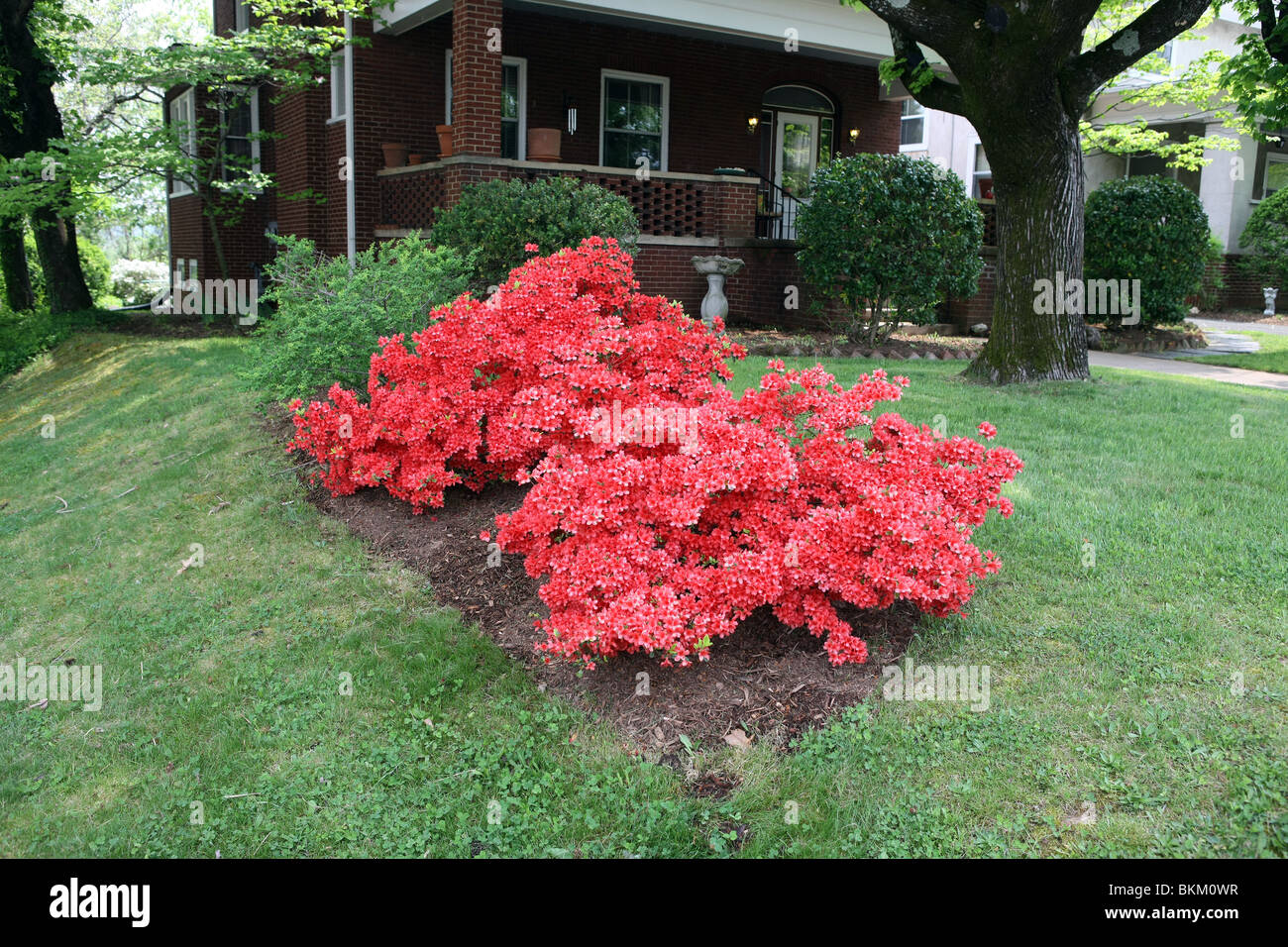 Azalea bush High Resolution Stock Photography and Images - Alamy