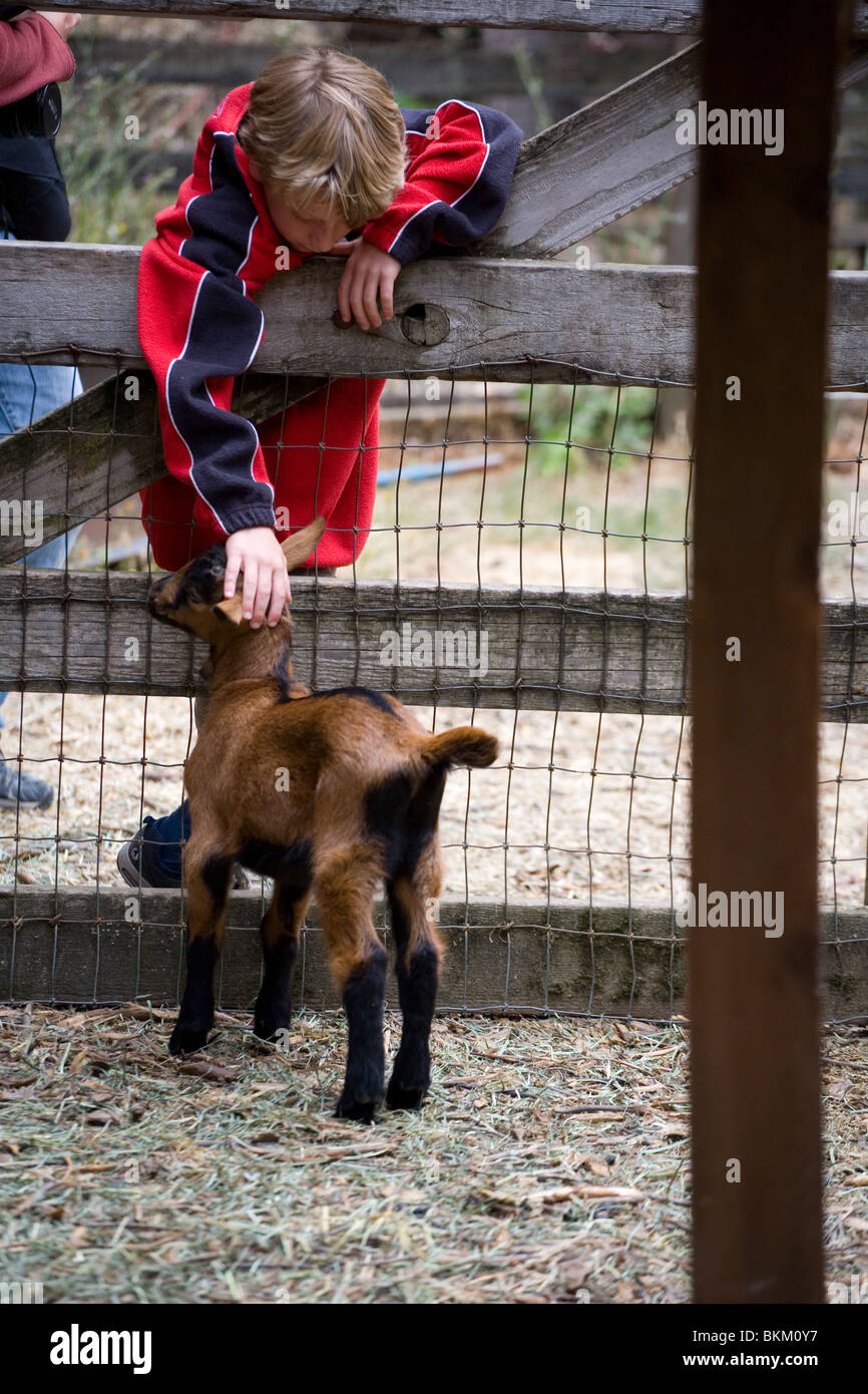 Pet billy goat hi-res stock photography and images - Alamy