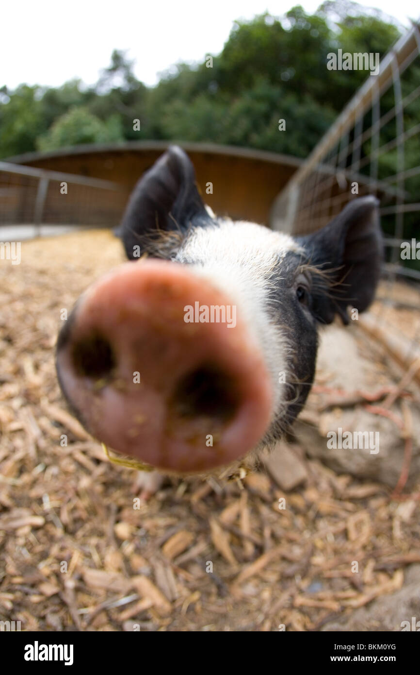 Domestic pig hi-res stock photography and images - Alamy
