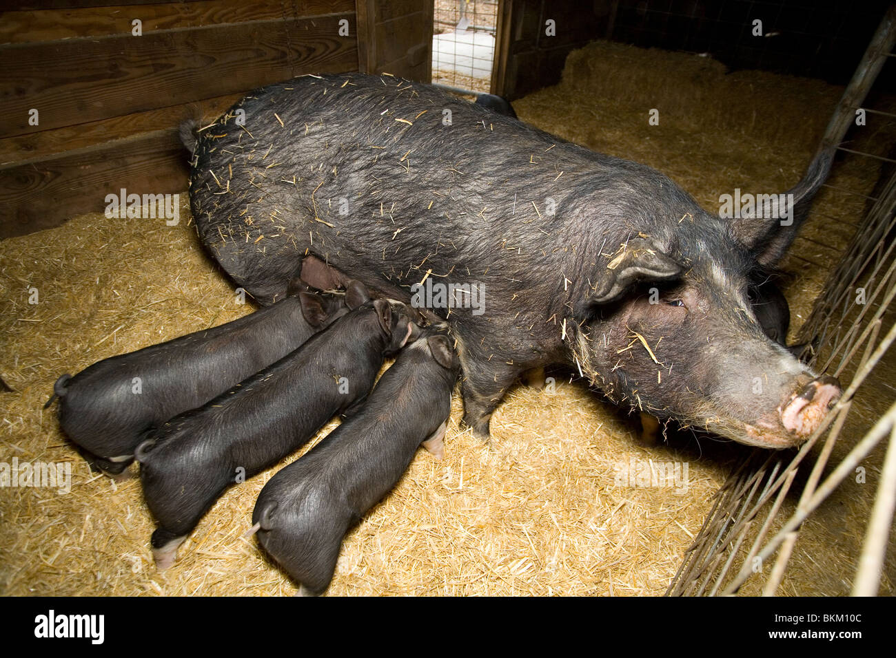 Butcher babies hi-res stock photography and images - Alamy
