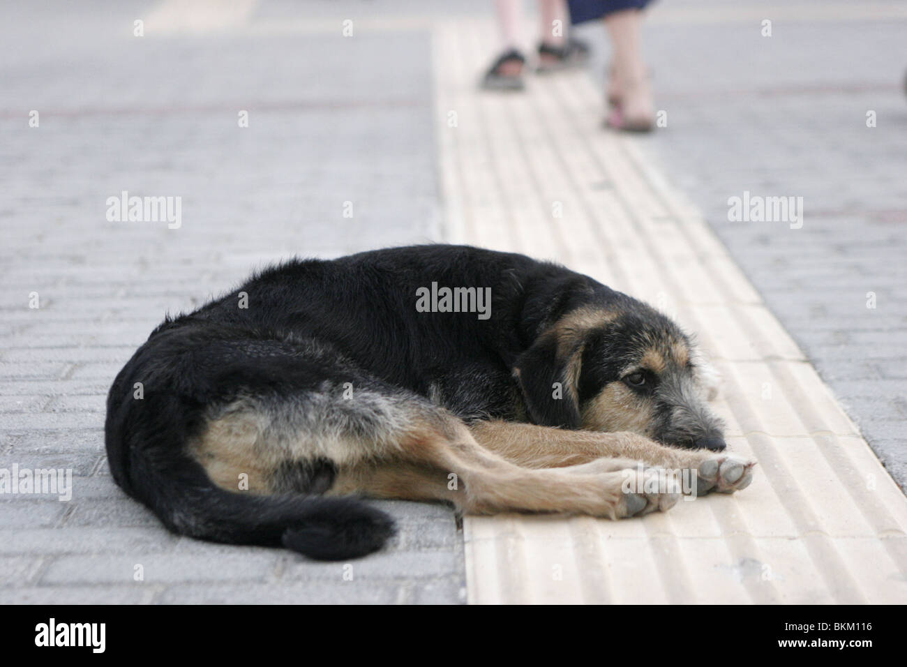 Dingo dog in urban street greece stray dog people Stock Photo - Alamy