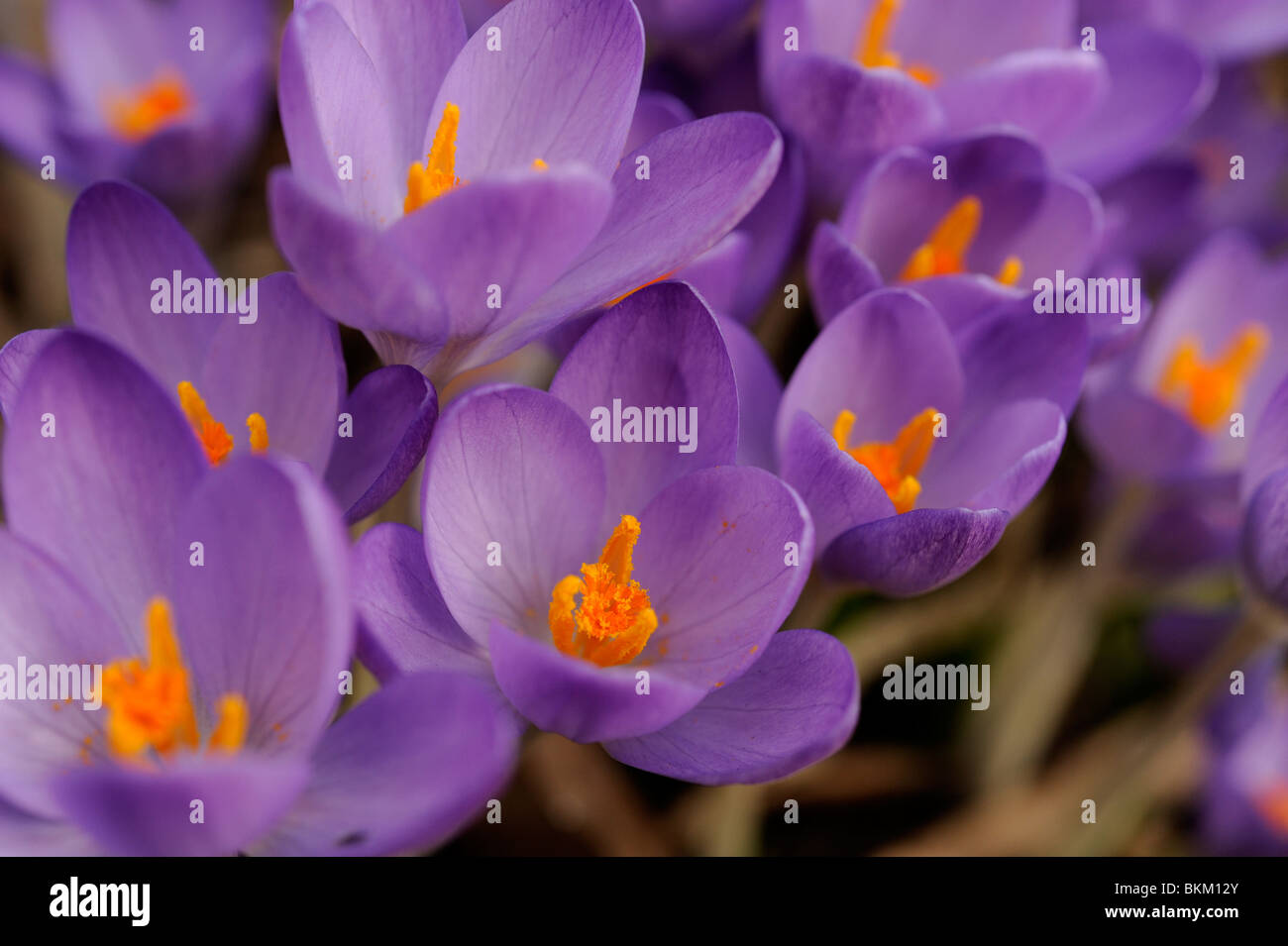 Crocus spring flower hi-res stock photography and images - Alamy