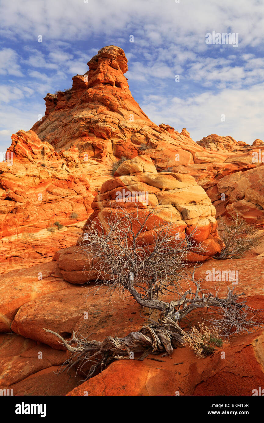 Dead juniper tree hi-res stock photography and images - Alamy