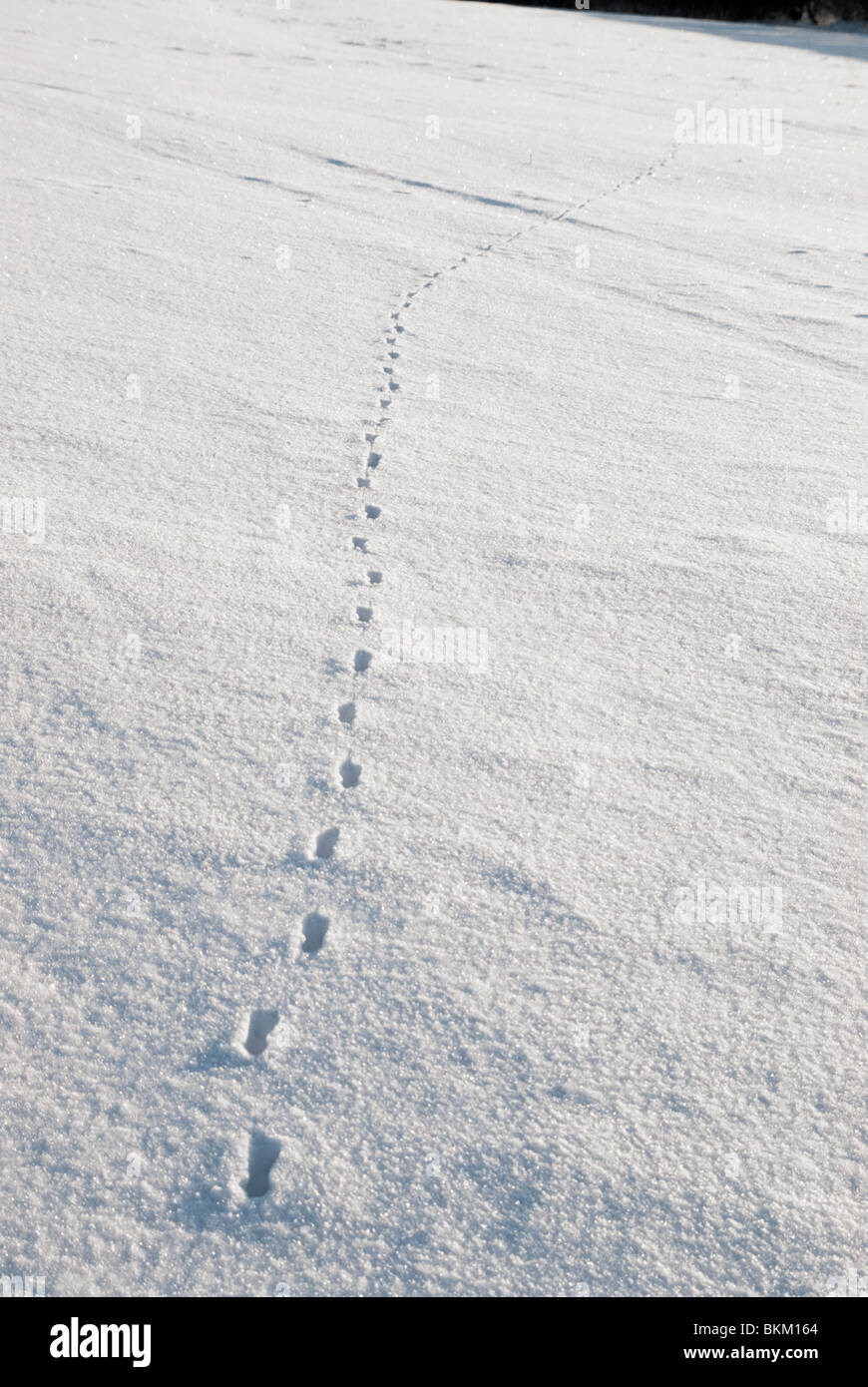 Animal footprint snow hi-res stock photography and images - Alamy