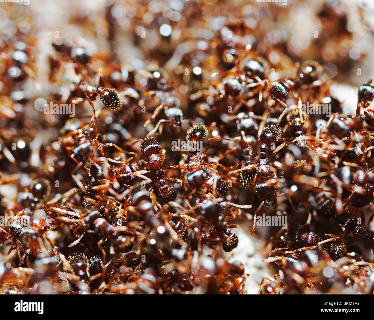 Life cycle of the ants hi-res stock photography and images - Alamy