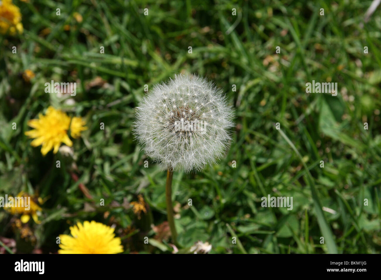 Puff of wind hi-res stock photography and images - Alamy