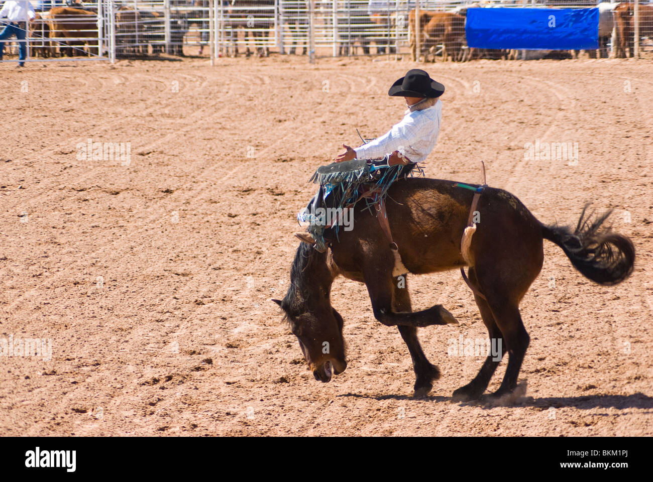 a cowboy competes in the bareback riding event during the O'Odham Tash ...