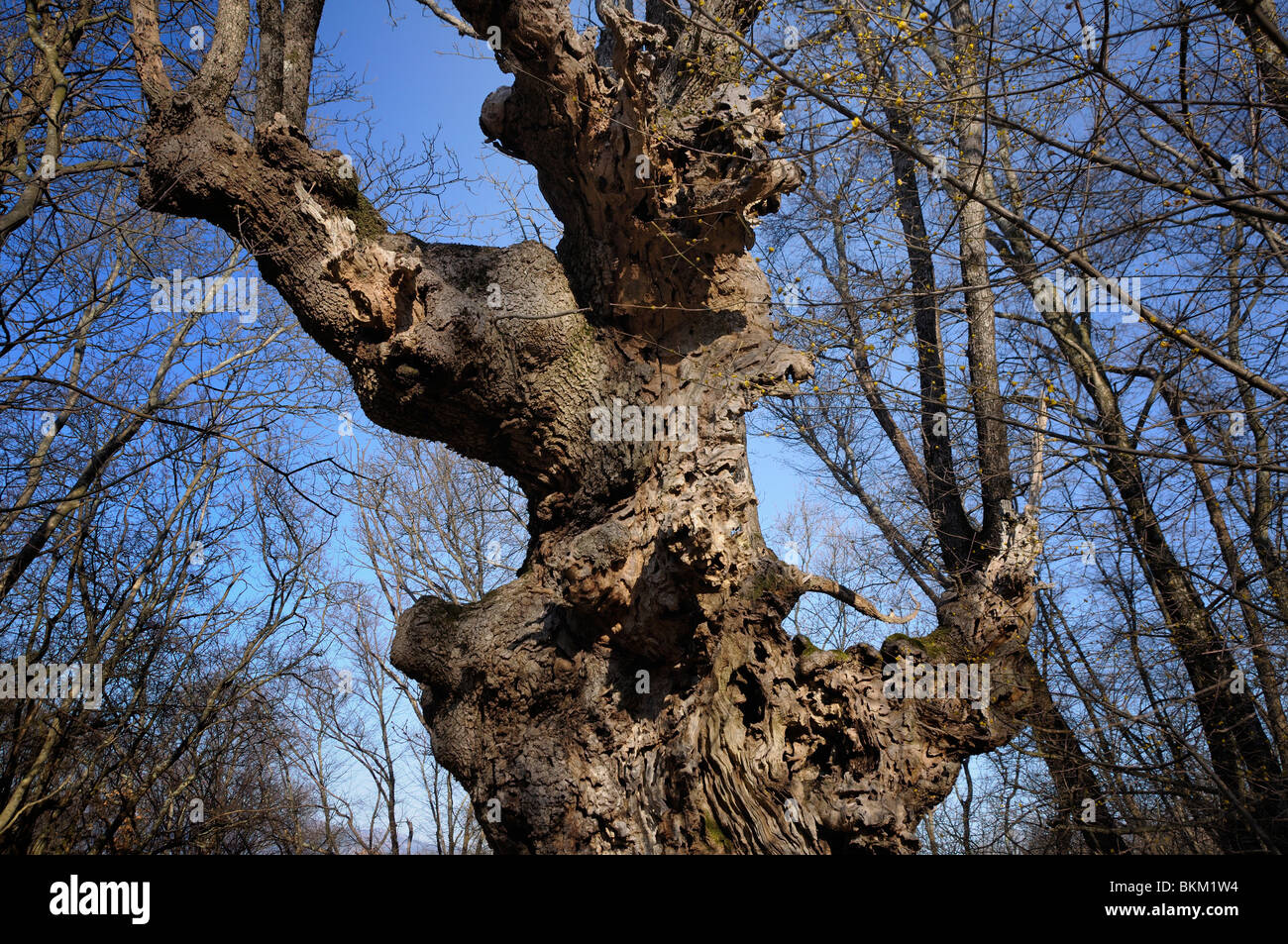 Detail of an old weird leafless tree in Tramuntana forest, Island Cres ...