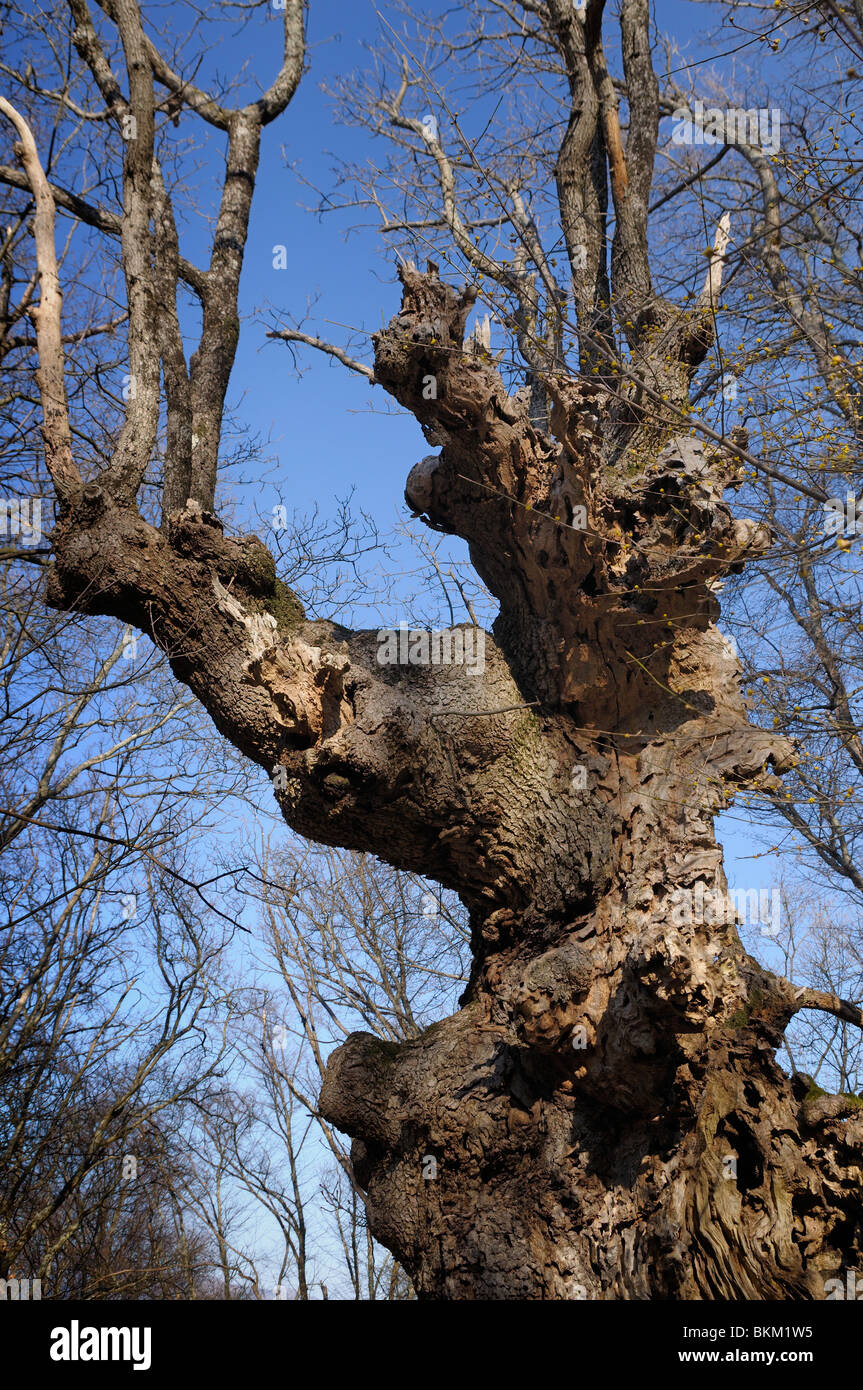 Detail of an old weird leafless tree in Tramuntana forest, Island Cres ...