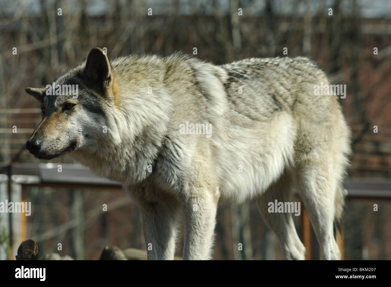 One gray wolf standing Stock Photo - Alamy
