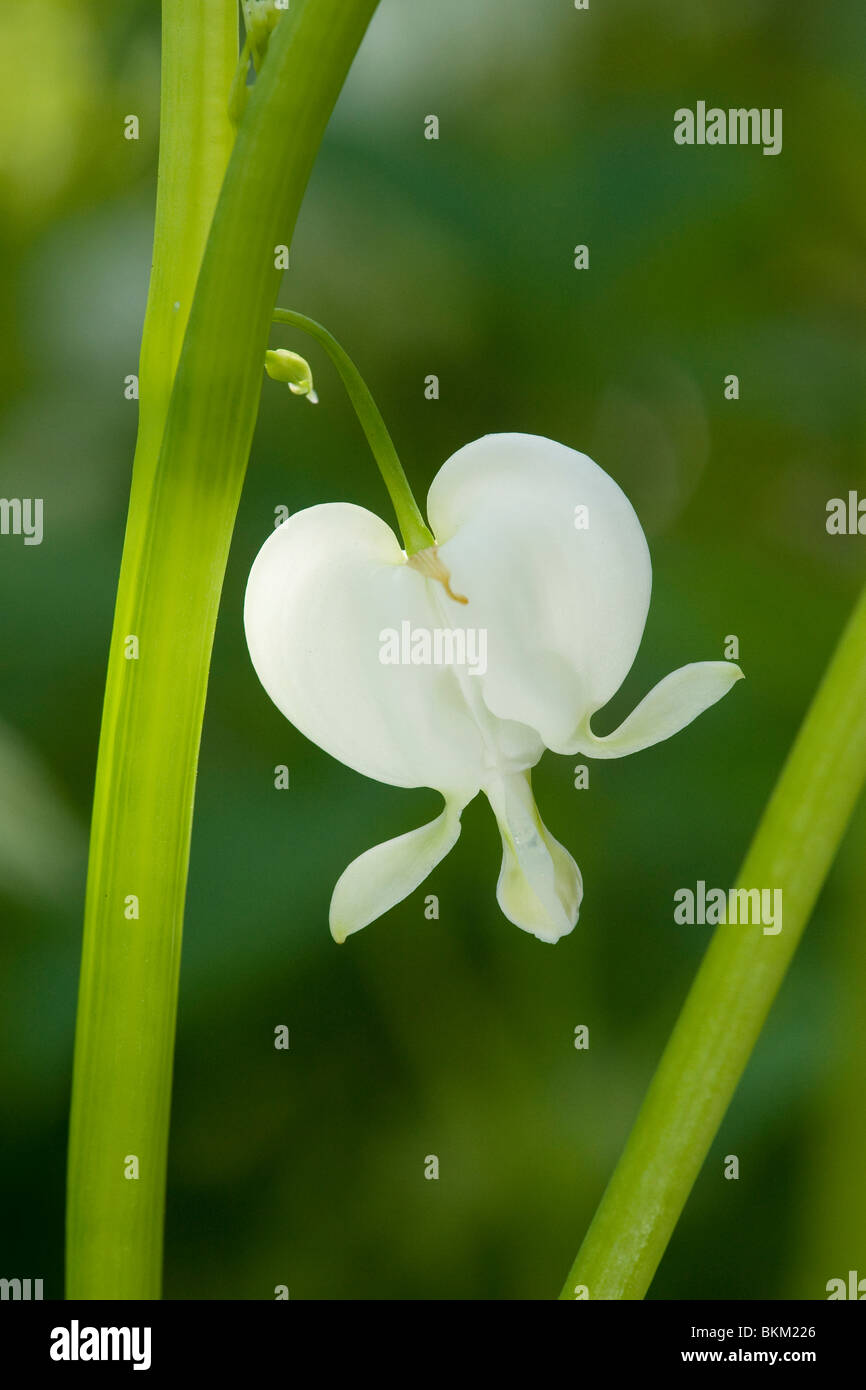Dicentra spectabilis alba Stock Photo - Alamy