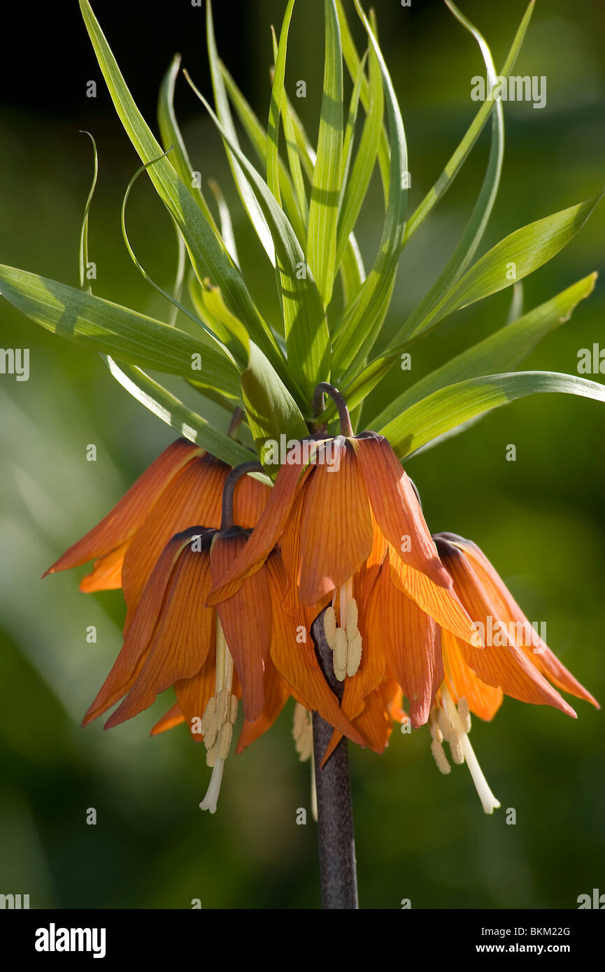 Crown imperial lily Fritillaria imperialis backlit Stock Photo - Alamy