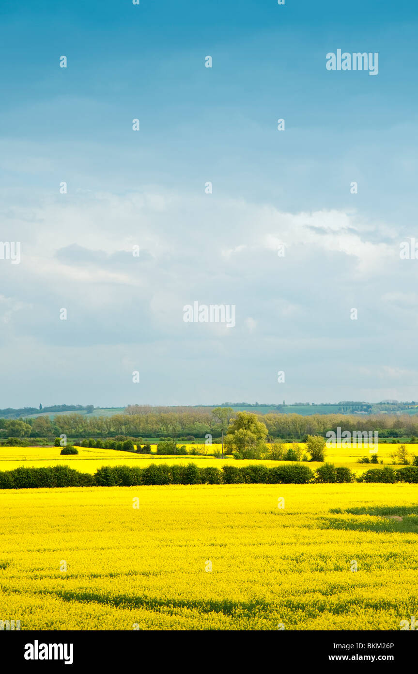 clouds forming over yellow crops Stock Photo - Alamy