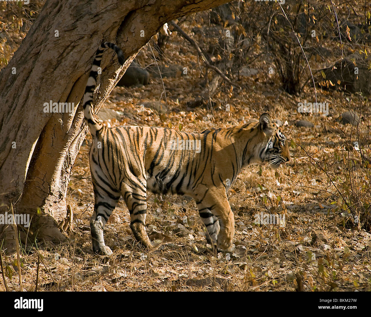 Male wild Bengal tiger,Panthera tigris, marking territory by spraying ...