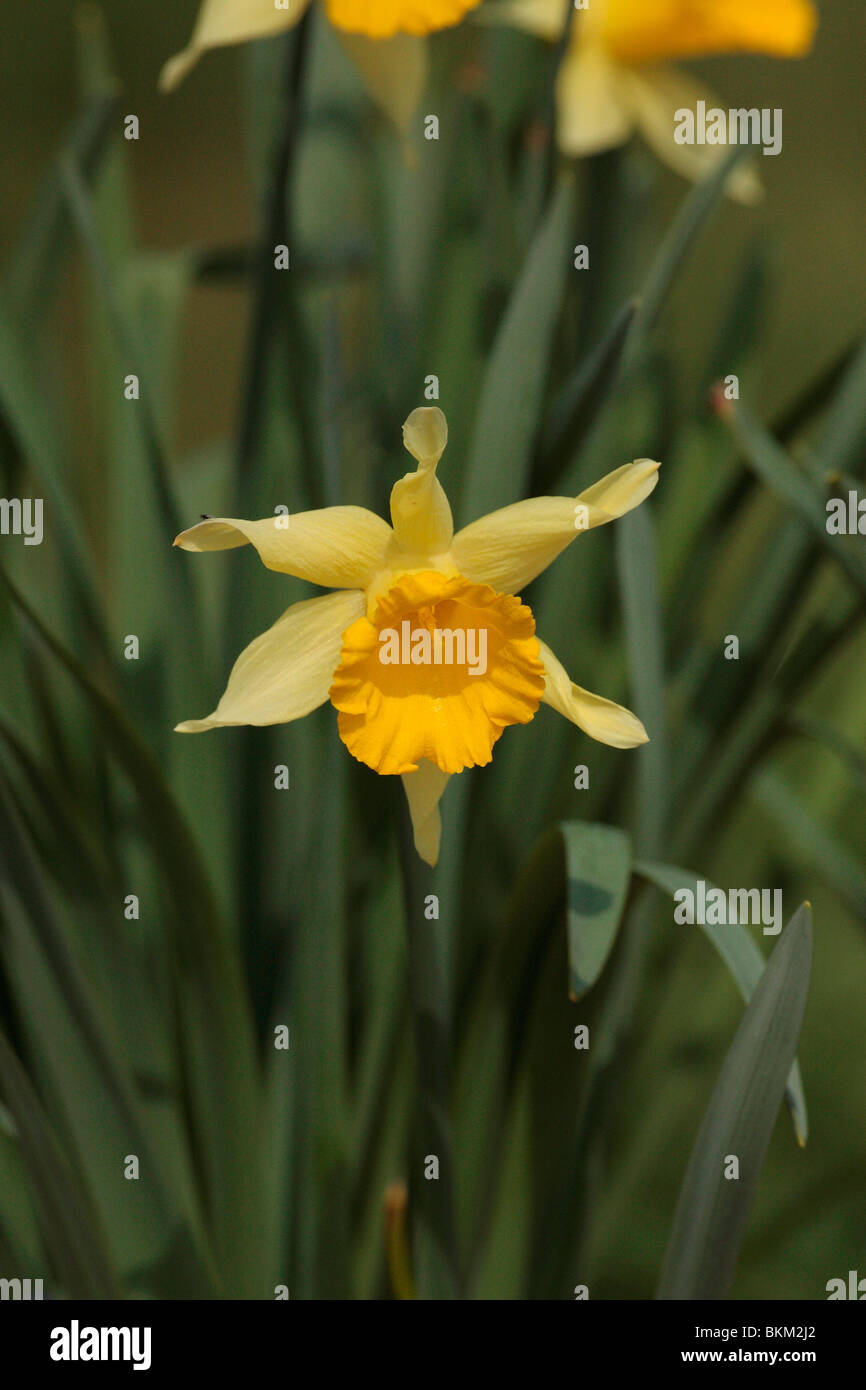 William wordsworth daffodils hi-res stock photography and images - Alamy