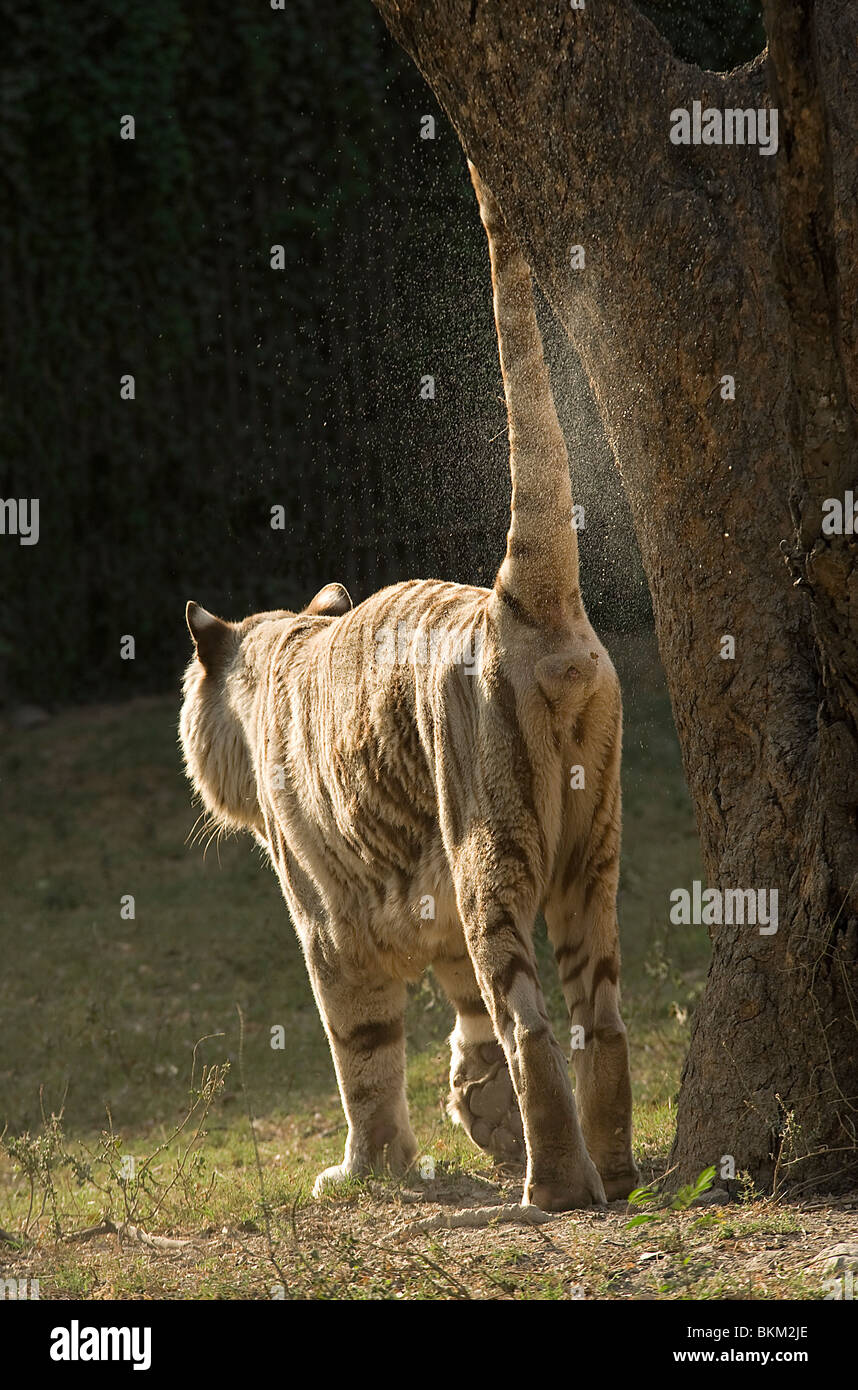 Male captive white tiger spraying tree to mark territory Stock Photo ...