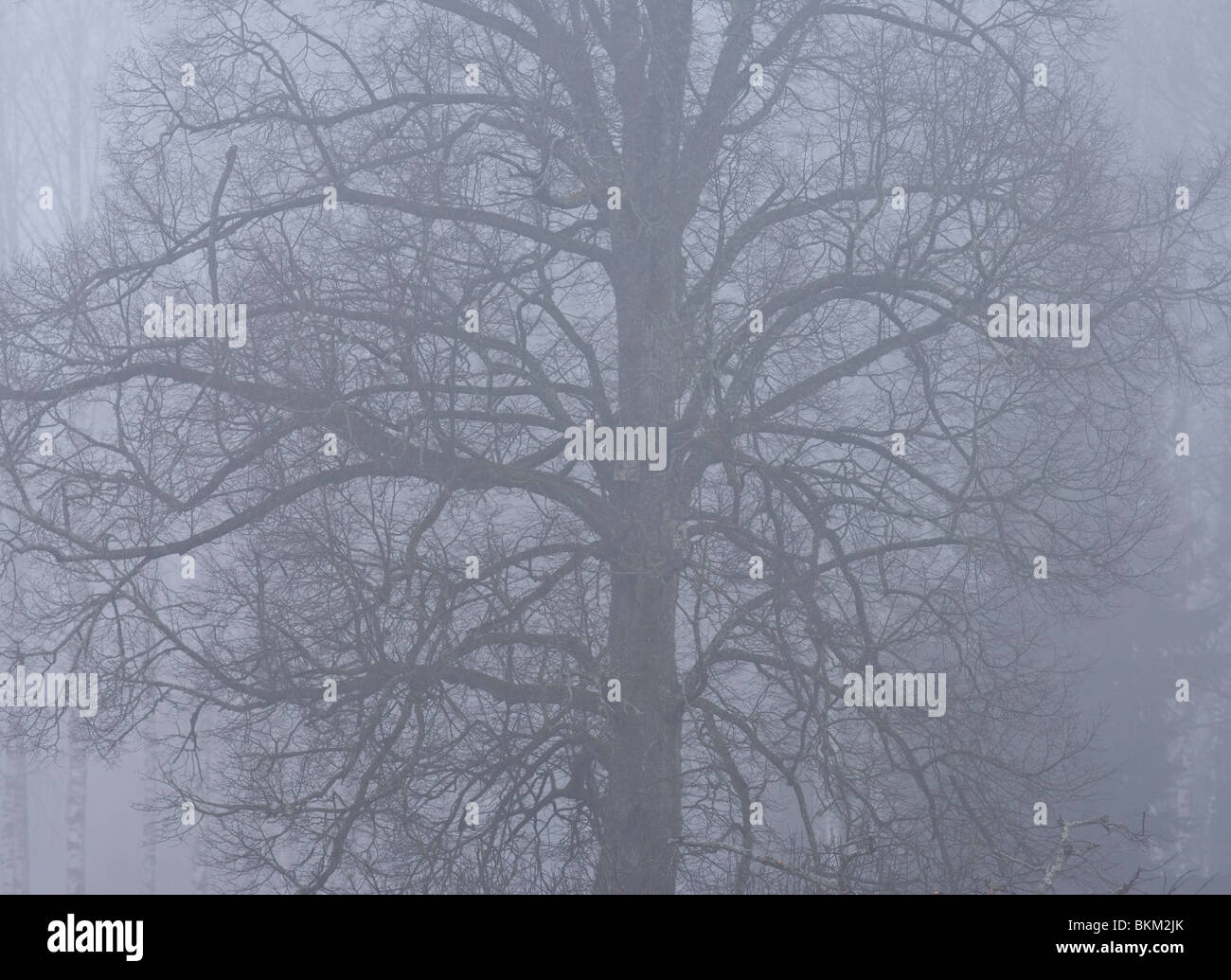 Lime tree in the mist Stock Photo - Alamy