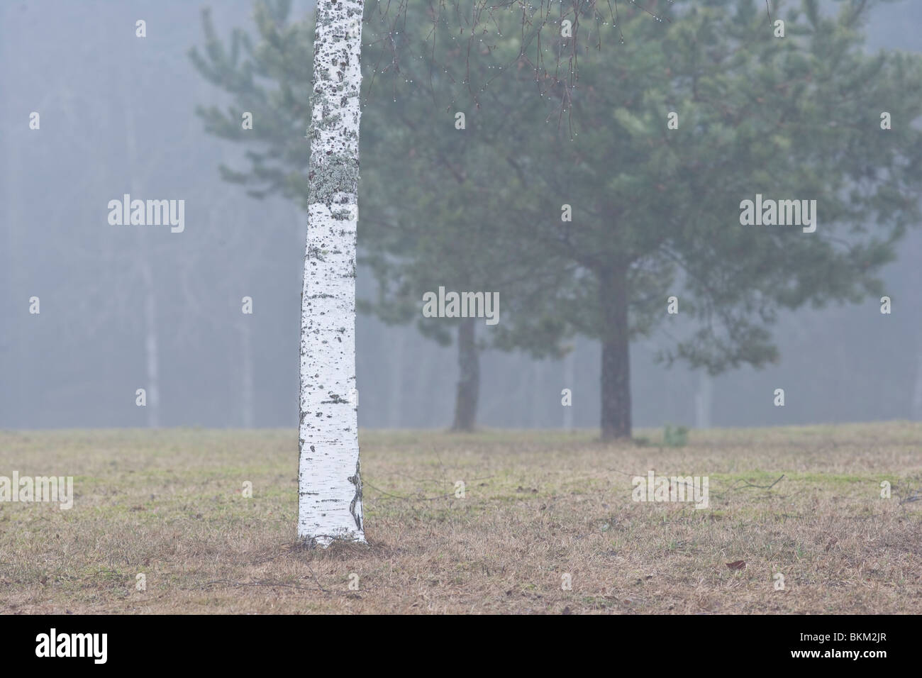 Silver birch and Scots pine Stock Photo - Alamy