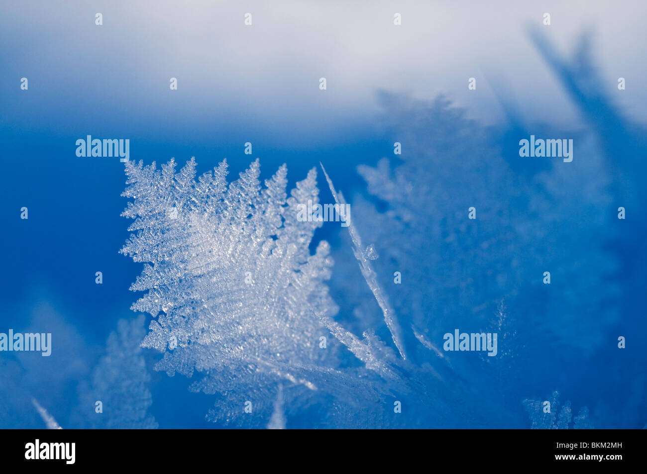 Snow flake tree detail hi-res stock photography and images - Alamy