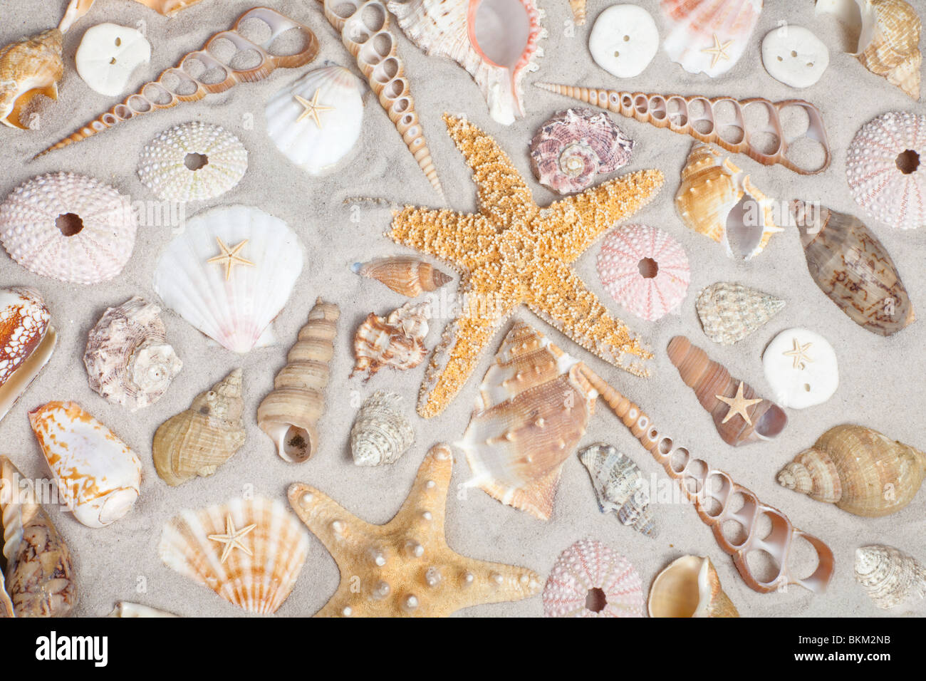 Assorted seashells on a sandy beach filling the frame Stock Photo - Alamy