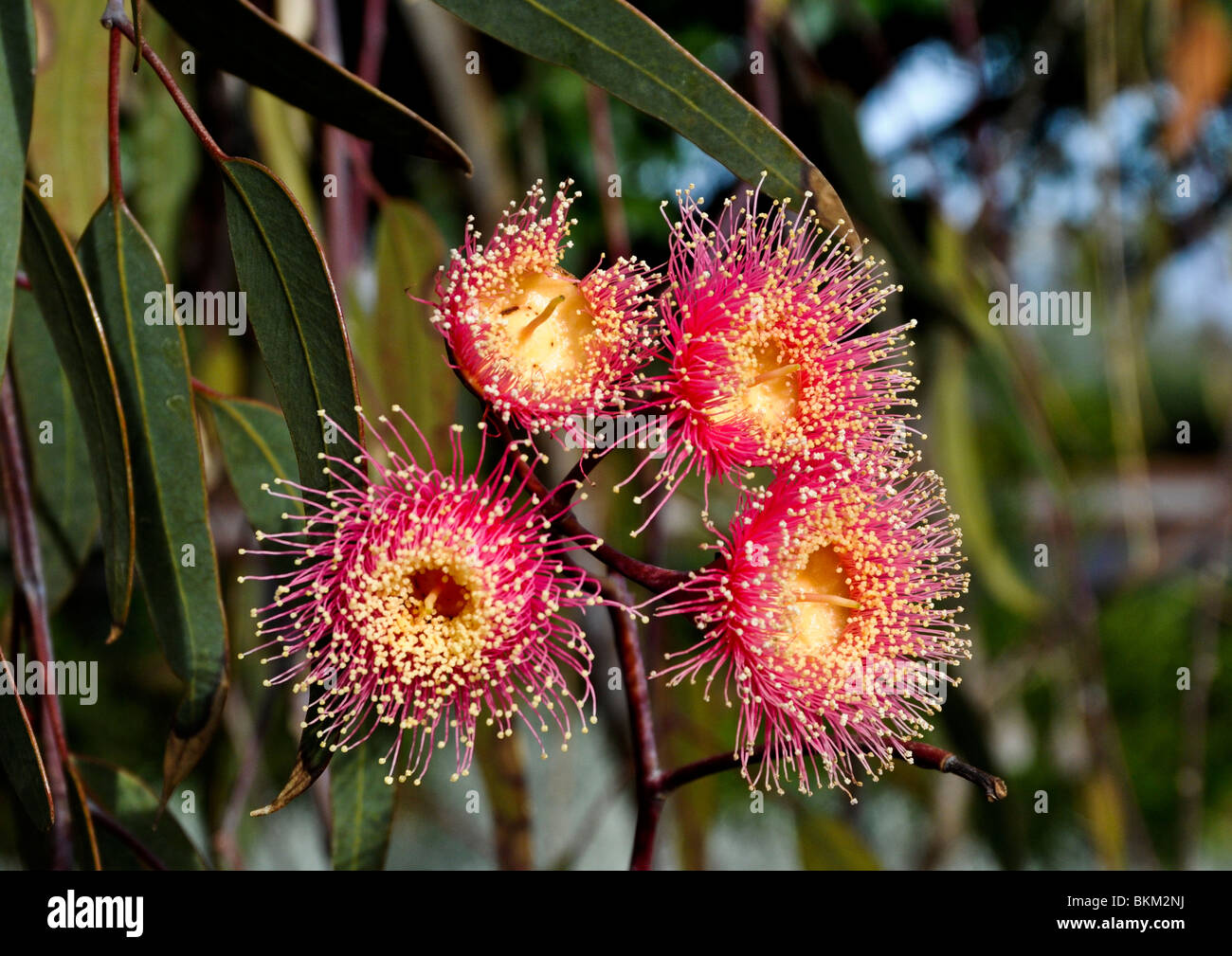 Silvery pinkish hi-res stock photography and images - Alamy