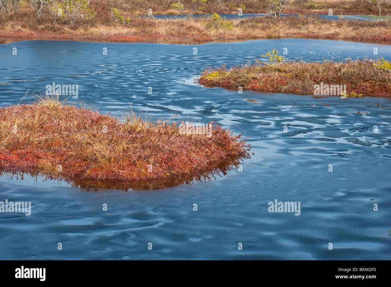 Ice and moss hi-res stock photography and images - Alamy