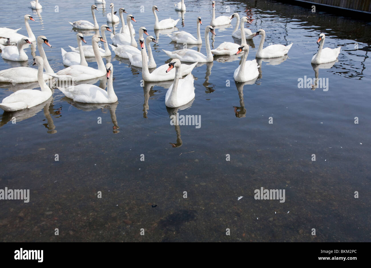 Flock of swans in the lake Stock Photo - Alamy