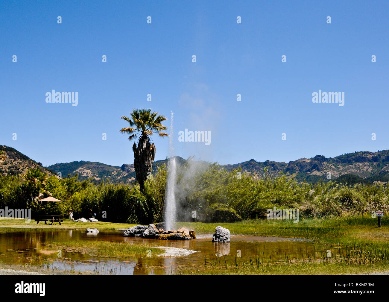 Old faithful geyser of california hi-res stock photography and images ...