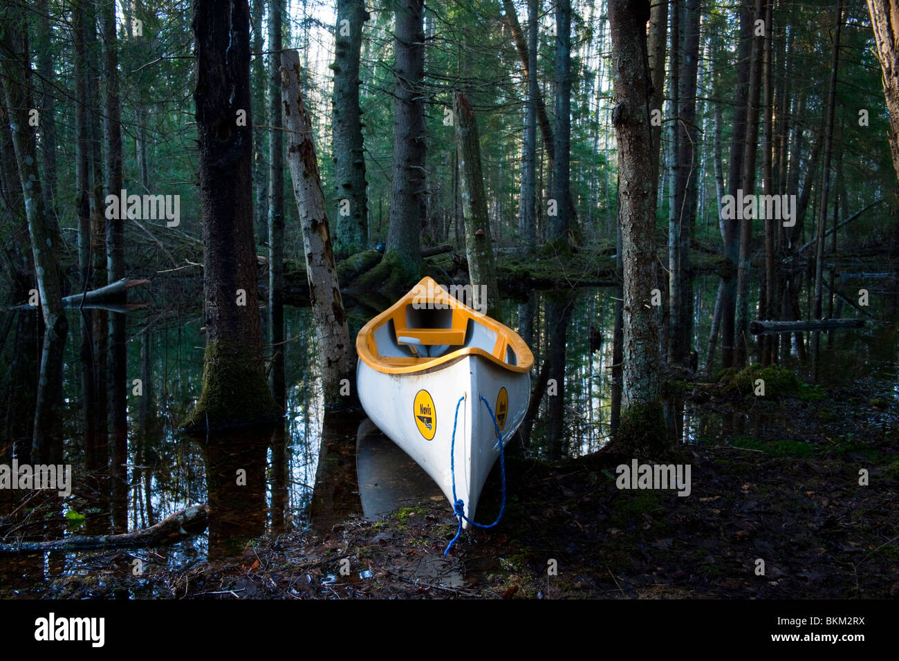 Flooded alder hi-res stock photography and images - Alamy
