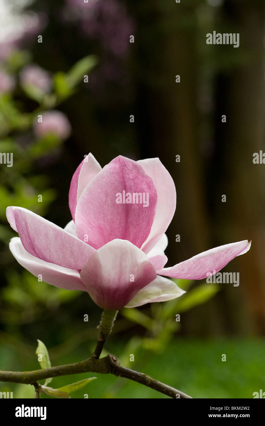 Magnolia soulangiana Rustica rubra flower Stock Photo - Alamy
