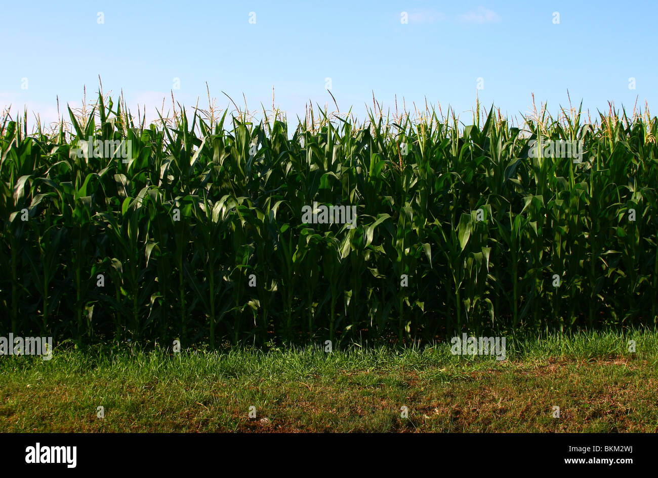Field of corn in France on summer with blue sky Stock Photo - Alamy