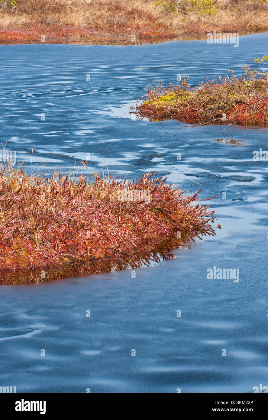 Ice on vegetation hi-res stock photography and images - Alamy