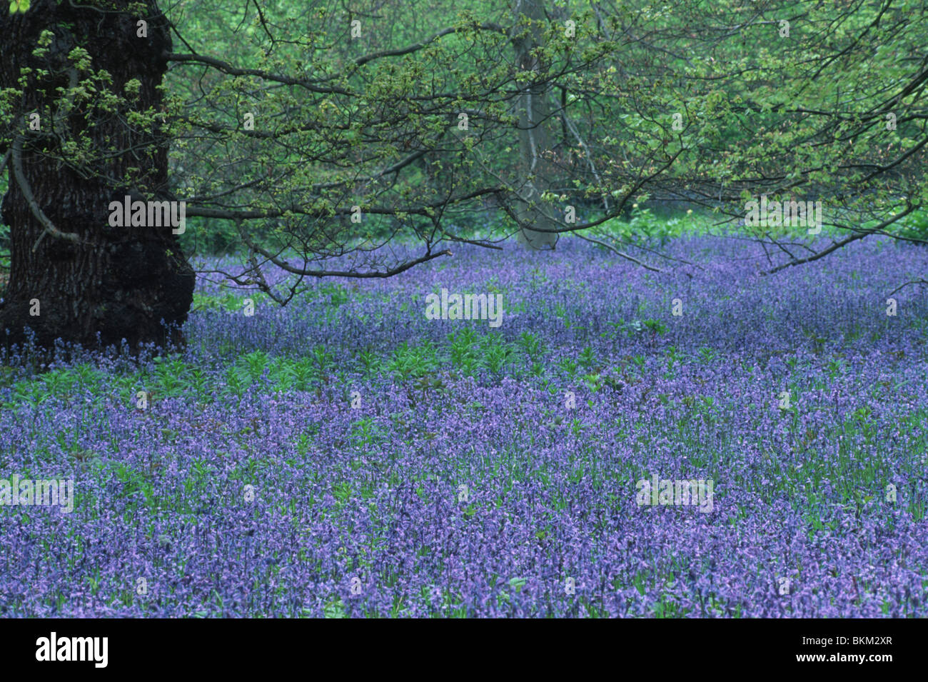 Azure carpet beneath deciduous trees in a woodland in may hi-res stock ...