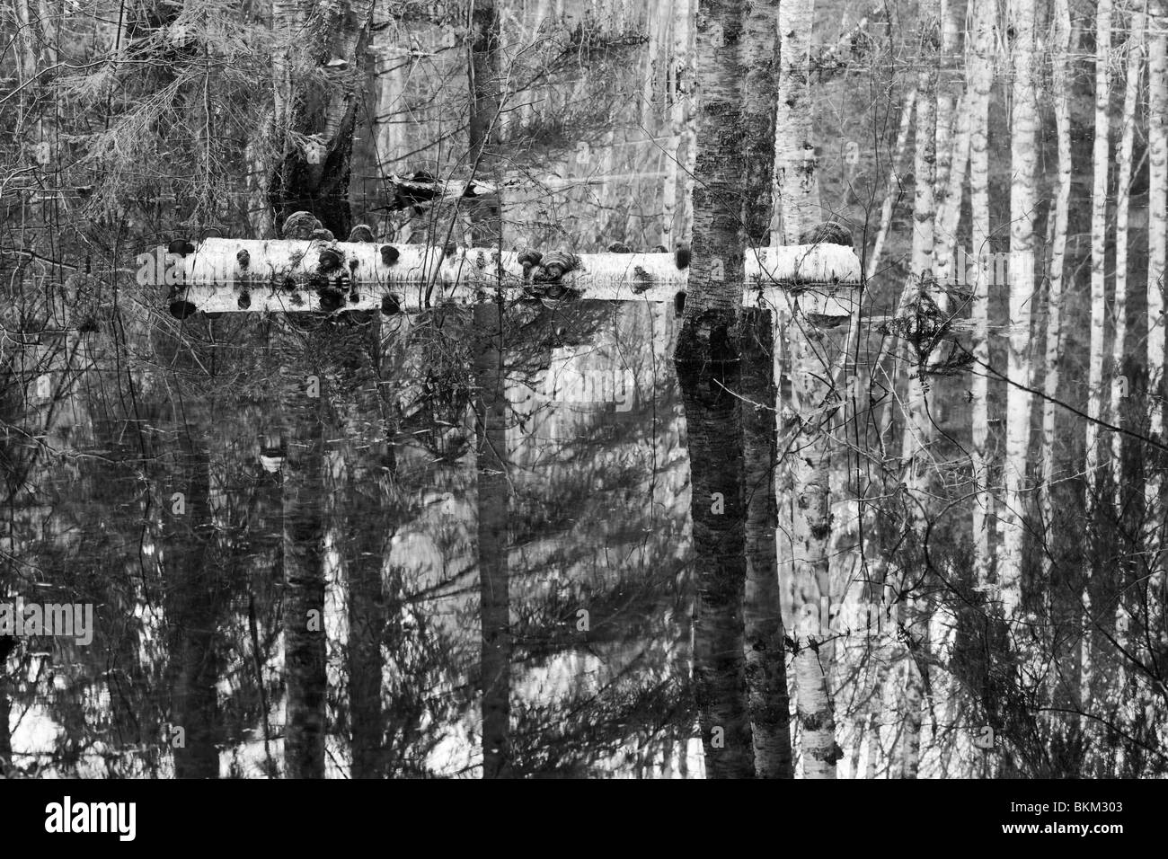 Spring water flood tree reflections hi-res stock photography and images ...