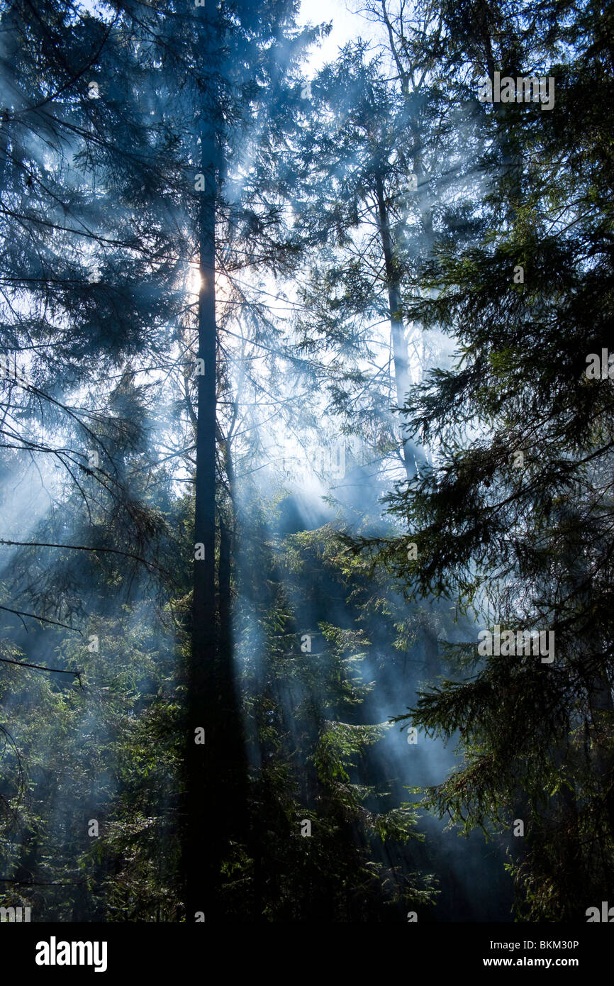 Smoke in the forest Stock Photo - Alamy