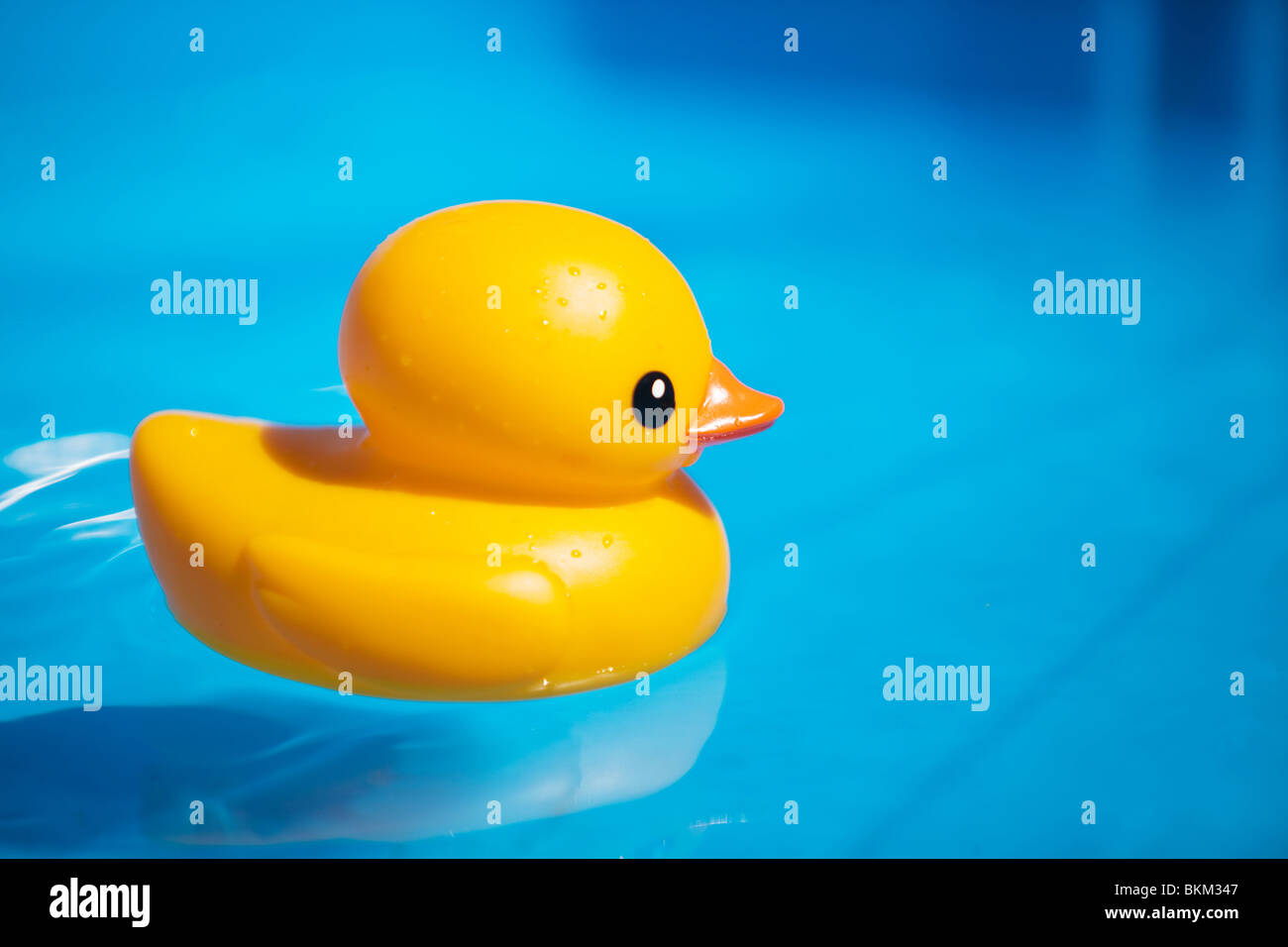 Yellow rubber duck floating on blue water in the sunlight Stock Photo ...