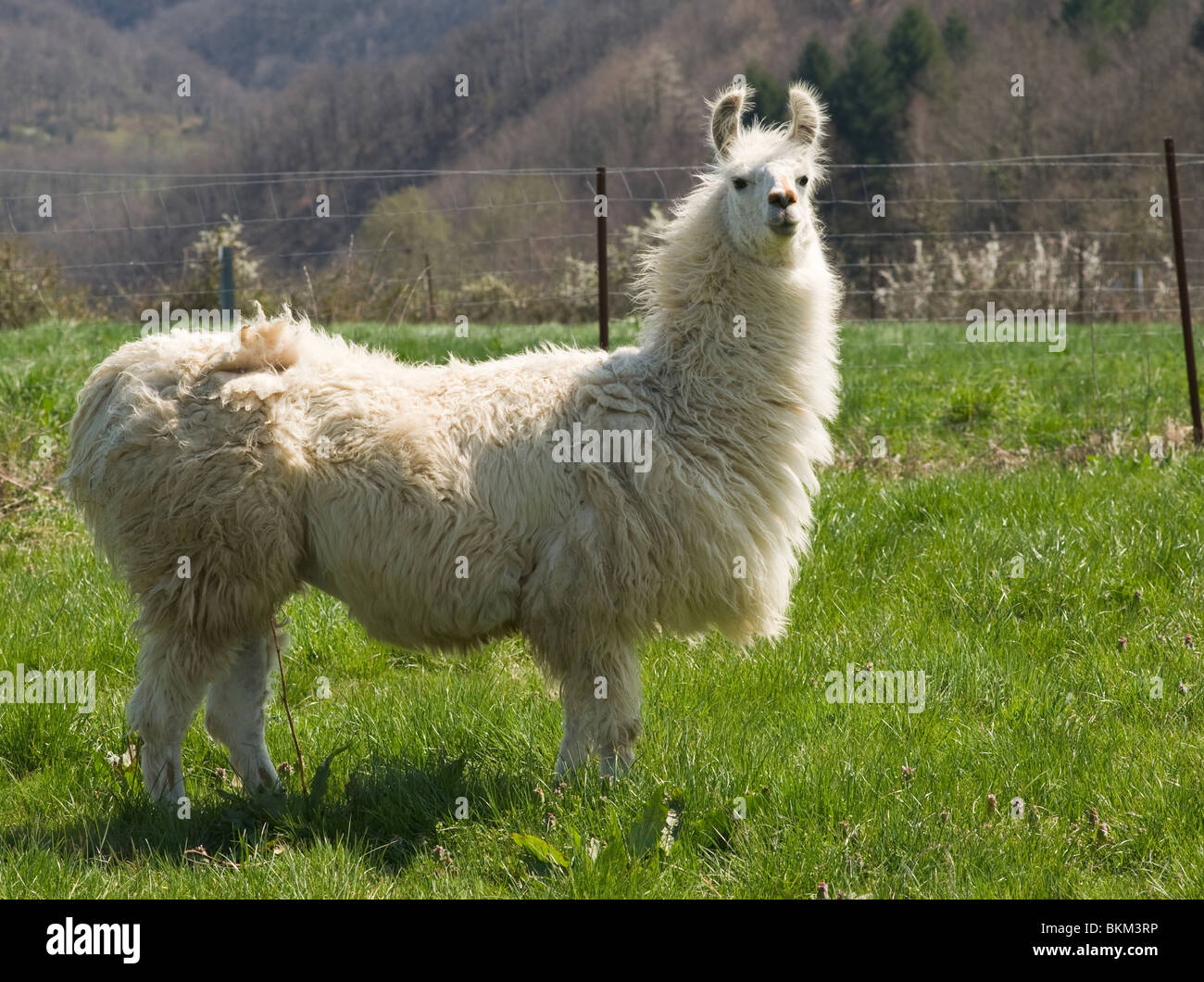 White llama hi-res stock photography and images - Alamy