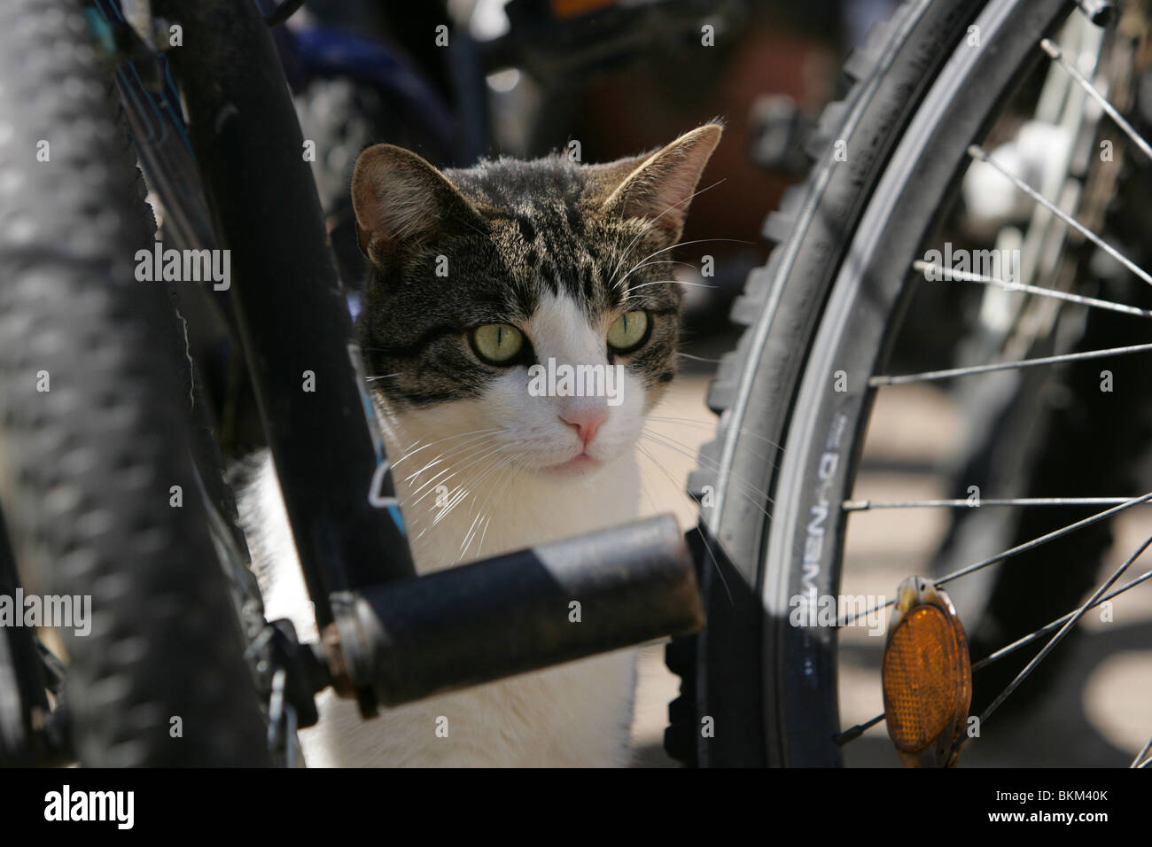 Cat bike hi-res stock photography and images - Alamy