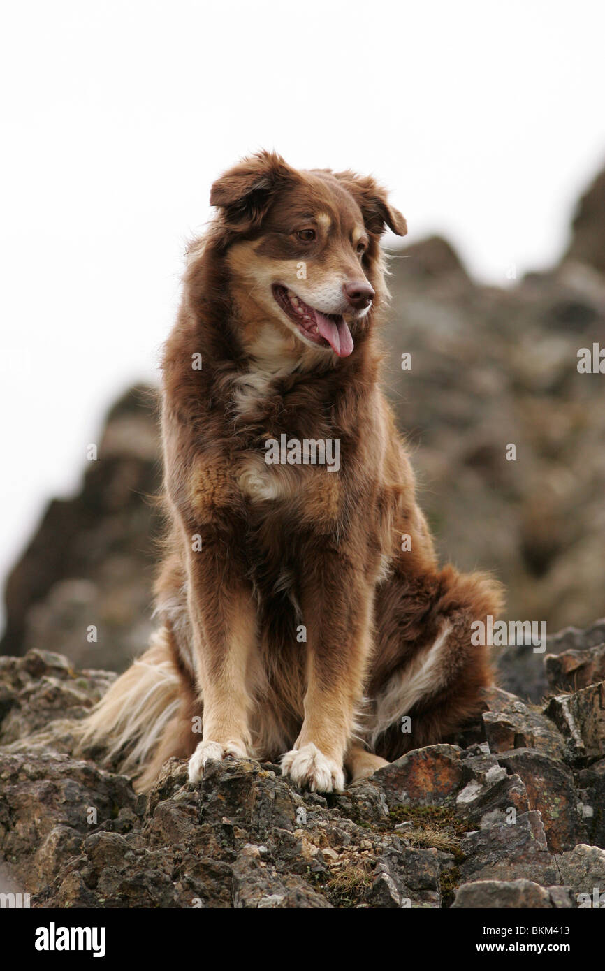 female Australian Shepherd Stock Photo - Alamy